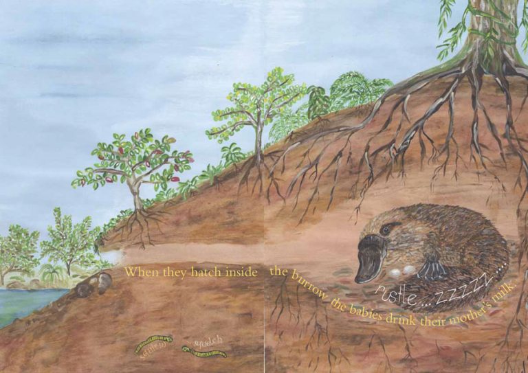 Platypus Children's Story Book - Paddles the Platypus - Australian Animals